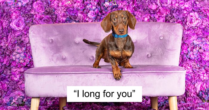 We Set Up A Photo Booth To Celebrate National Dachshund Day, And Here’s ...