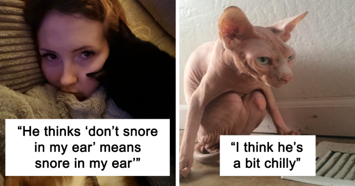 50 Pics From “What’s Wrong With Your Cat” Featuring Kitties Exhibiting ...