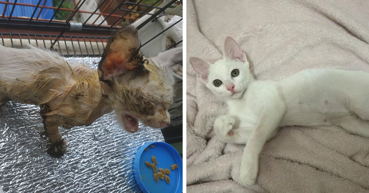 Guy Finds An Abandoned Kitten Glued To An Object, Asks Help From Reddit ...
