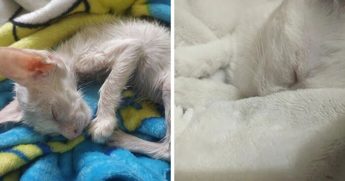 Guy Finds An Abandoned Kitten Glued To An Object, Asks Help From Reddit ...