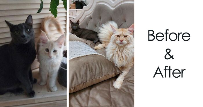 45 Wholesome Pics Of Kittens Growing Into Cats, As Shared On This “Cat ...