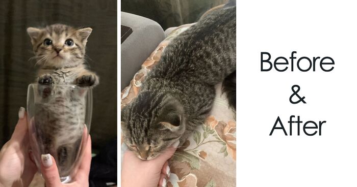 45 Wholesome Pics Of Kittens Growing Into Cats, As Shared On This “Cat ...