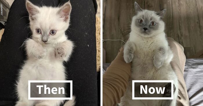 45 Wholesome Pics Of Kittens Growing Into Cats, As Shared On This “Cat ...