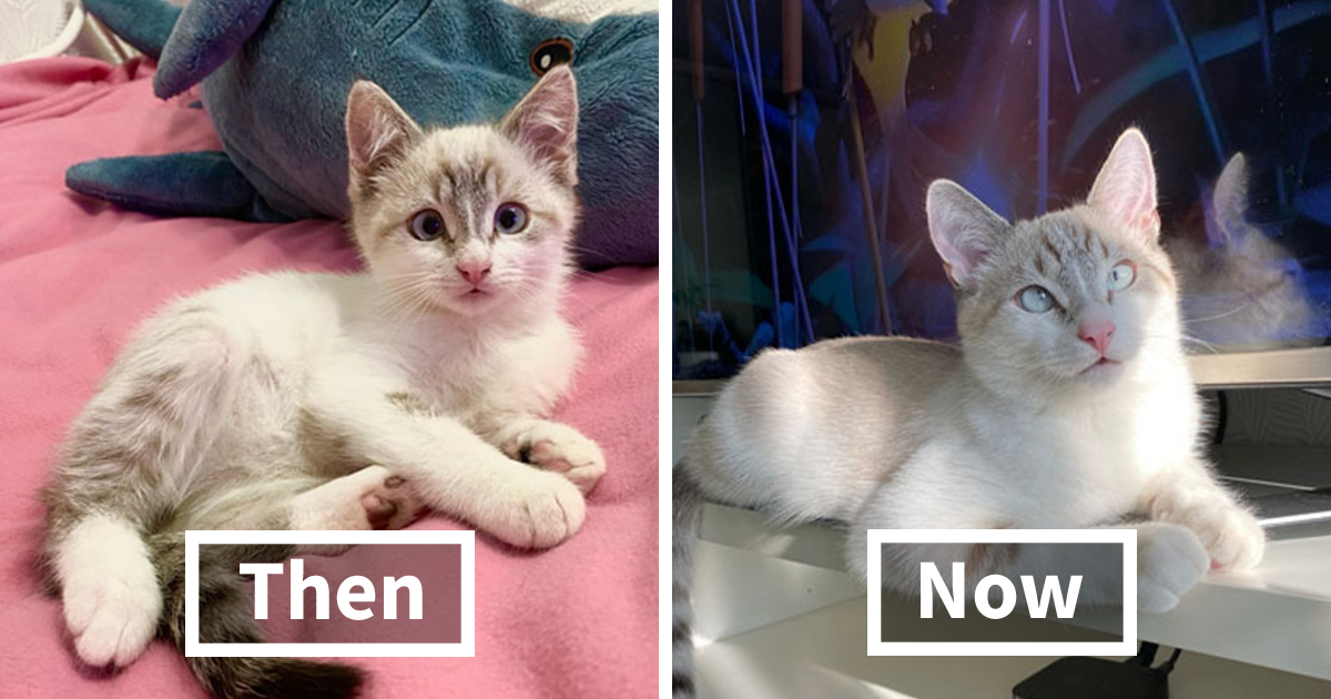 45 Wholesome Pics Of Kittens Growing Into Cats, As Shared On This “Cat ...