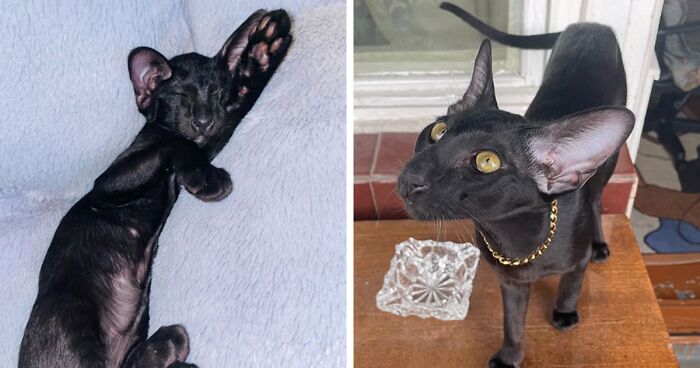 45 Wholesome Pics Of Kittens Growing Into Cats, As Shared On This “Cat ...