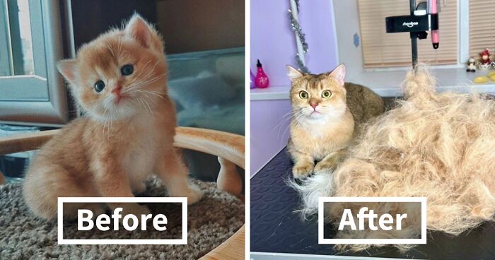 45 Wholesome Pics Of Kittens Growing Into Cats, As Shared On This “Cat ...