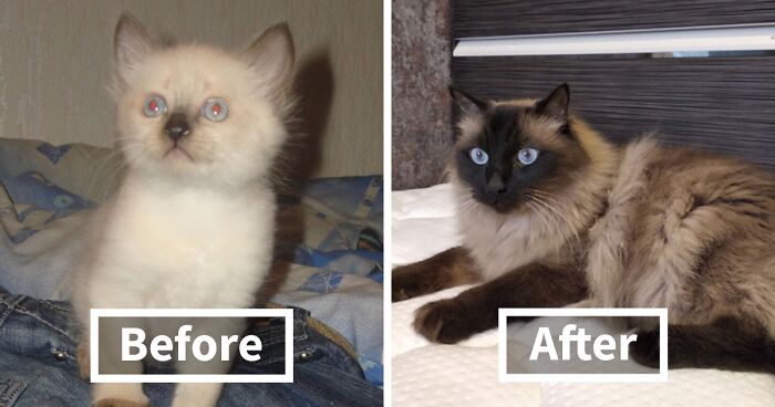 45 Wholesome Pics Of Kittens Growing Into Cats, As Shared On This “Cat ...