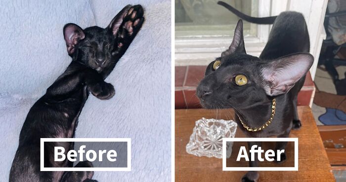 45 Wholesome Pics Of Kittens Growing Into Cats, As Shared On This “Cat ...