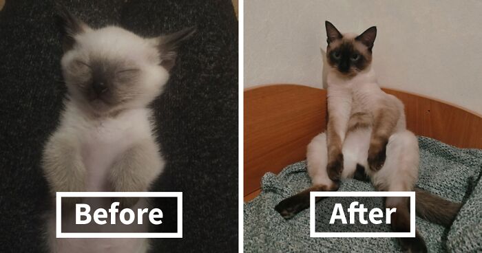 45 Wholesome Pics Of Kittens Growing Into Cats, As Shared On This “Cat ...