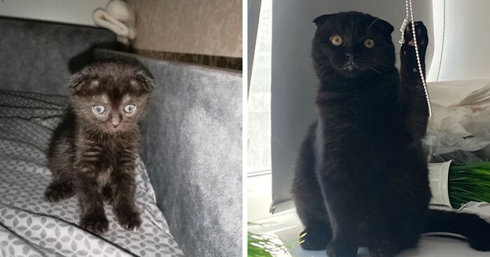 45 Wholesome Pics Of Kittens Growing Into Cats, As Shared On This “Cat ...