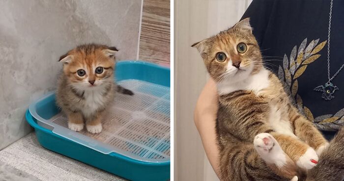 45 Wholesome Pics Of Kittens Growing Into Cats, As Shared On This “Cat ...