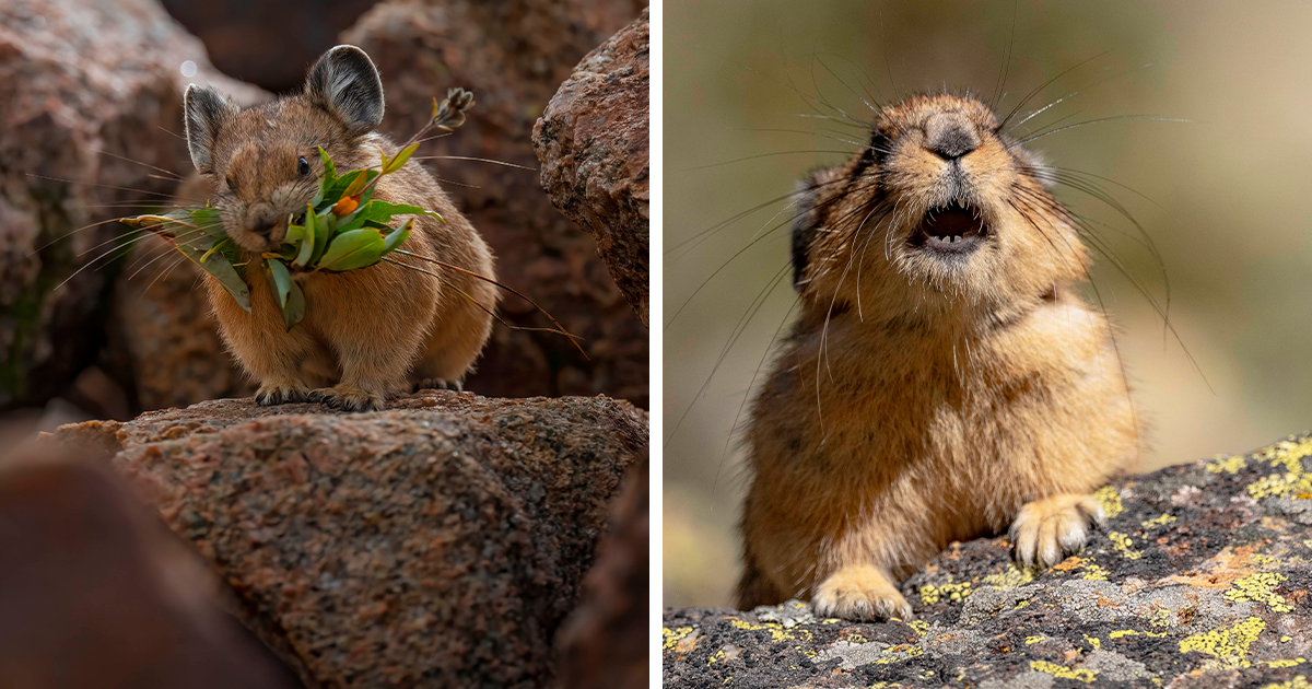 The Real-Life Pikachu: My 26 Pictures Of The American Pika (New Pics ...