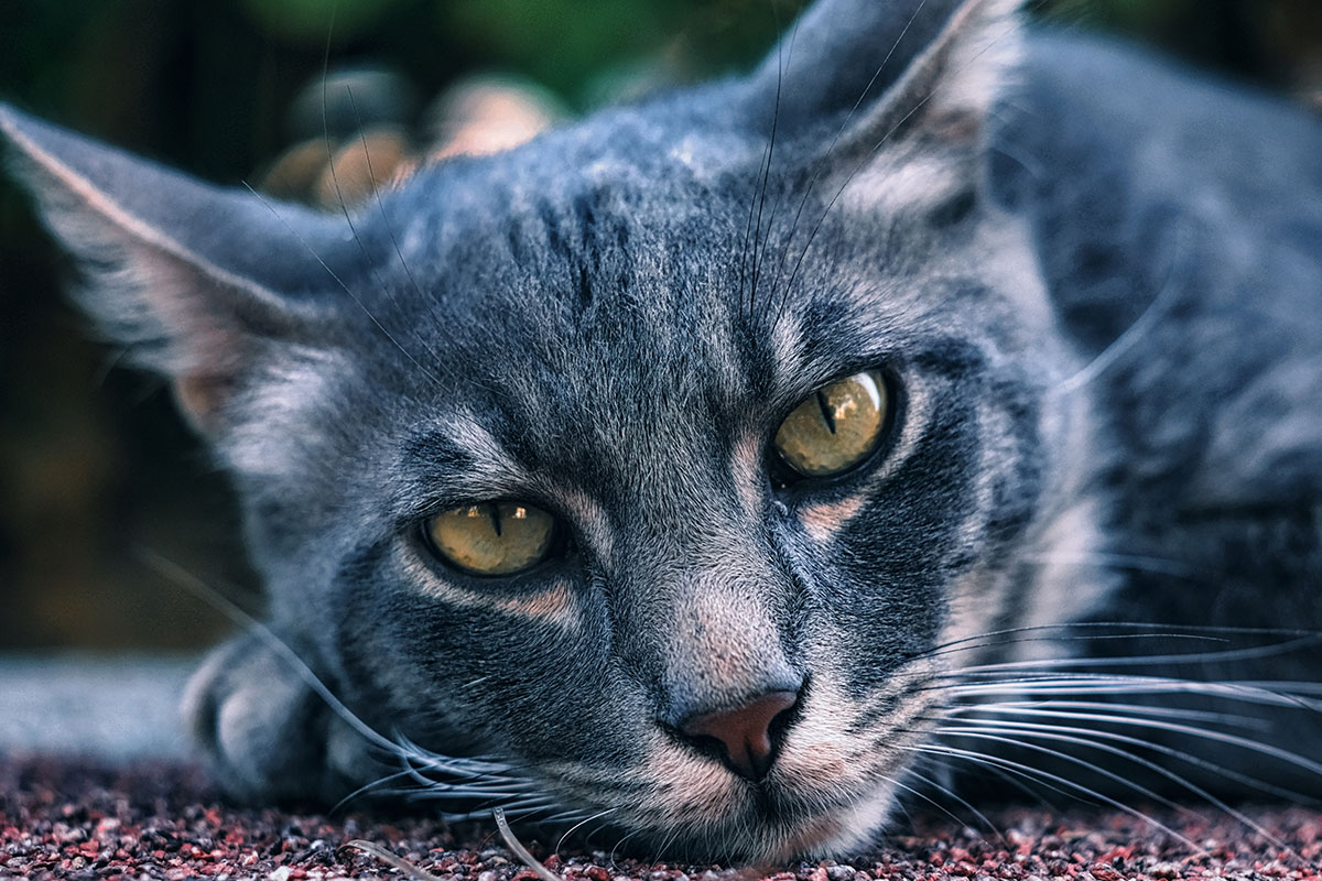 The Diversity Of Stray Cats Living On The Streets In Limassol, Cyprus ...