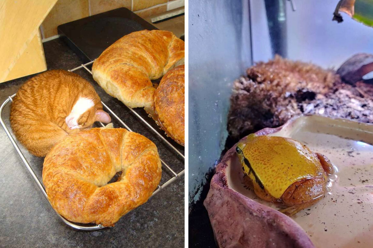 50 Delicious-Looking ‘Foods’ You Should Never Ever Eat (New Pics ...