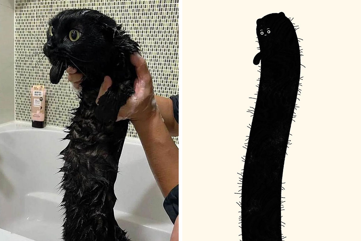 30 Of The Funniest Internet-Famous Cat Pics Get Illustrated By Daily ...