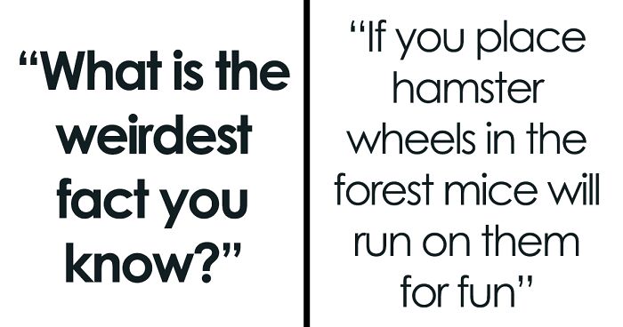 35 Of The Weirdest, Maybe Useless, But Interesting Facts To Know ...