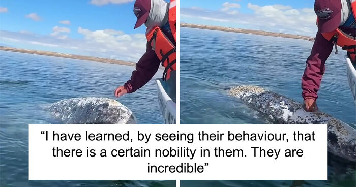 Incredible Moment As Whale Swims Up To Captain And Makes An Unusual ...