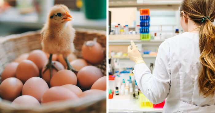 Thank You, Science: The Eternal Question, “What Came First, The Chicken ...