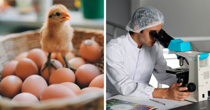 Thank You, Science: The Eternal Question, “What Came First, The Chicken ...