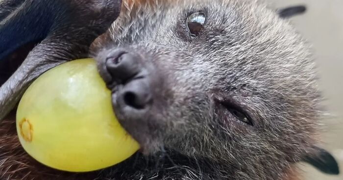This Wildlife Vet Nurse Rescues And Rehabilitates Orphaned Baby Bats ...