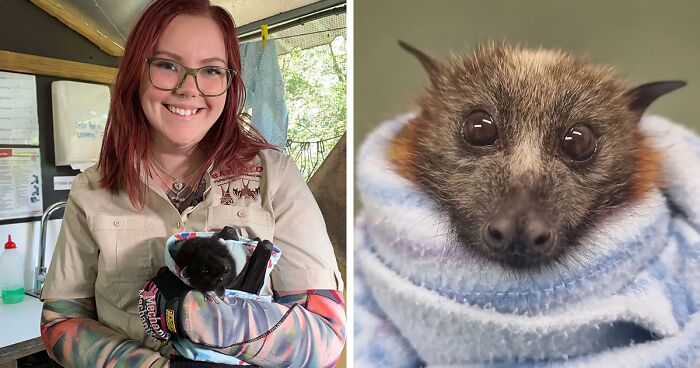 This Wildlife Vet Nurse Rescues And Rehabilitates Orphaned Baby Bats ...