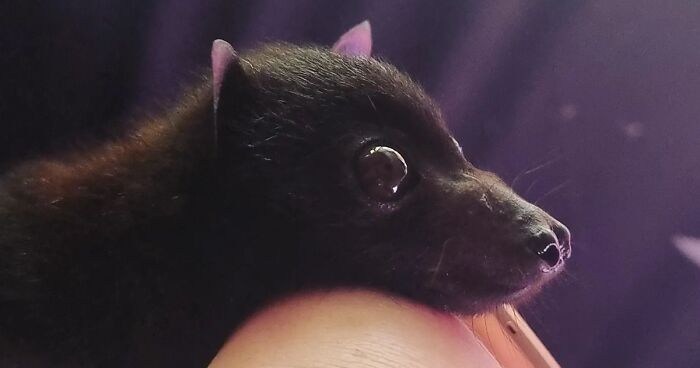 This Wildlife Vet Nurse Rescues And Rehabilitates Orphaned Baby Bats ...