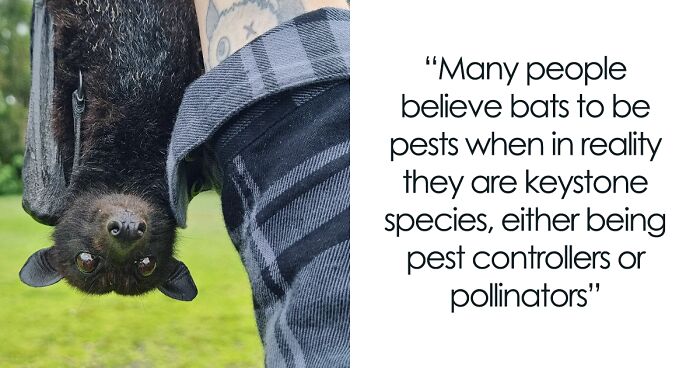 This Wildlife Vet Nurse Rescues And Rehabilitates Orphaned Baby Bats ...