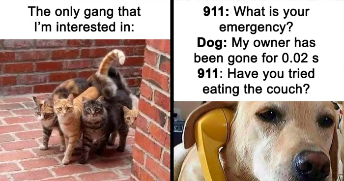 50 Wholesome Memes As Shared By This Twitter Page To Brighten Up Your ...