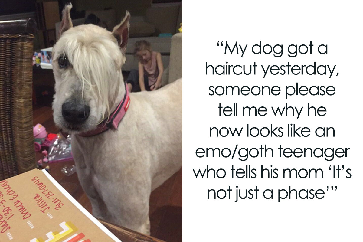 50 Pet Haircuts That, For Better Or Worse, Completely Transformed Their ...