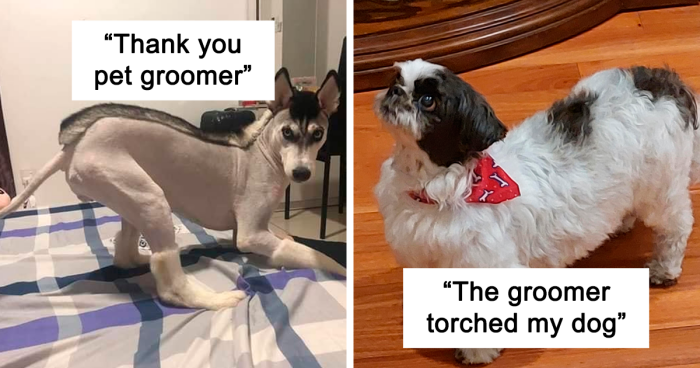 50 Pet Haircuts That, For Better Or Worse, Completely Transformed Their ...