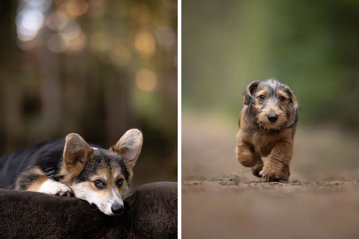 Dogs Showing Their Personality: 25 Cute Photos I Took (New Pics ...