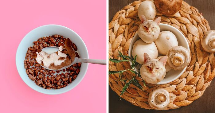 80 Weirdly Delicious Images Of Cats Photoshopped Into Food By This ...