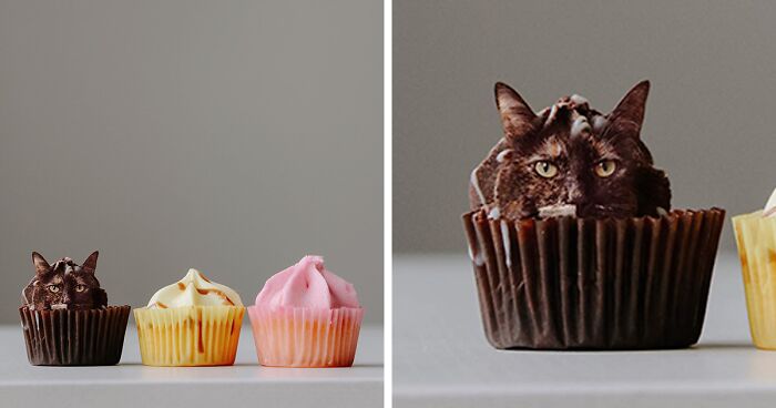 80 Weirdly Delicious Images Of Cats Photoshopped Into Food By This ...