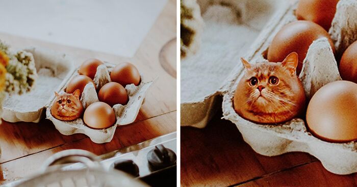 80 Weirdly Delicious Images Of Cats Photoshopped Into Food By This ...