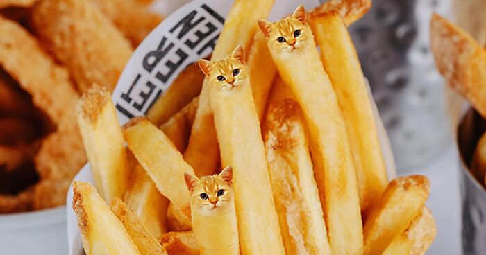 80 Weirdly Delicious Images Of Cats Photoshopped Into Food By This ...