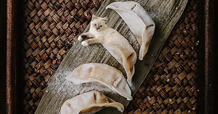 80 Weirdly Delicious Images Of Cats Photoshopped Into Food By This ...