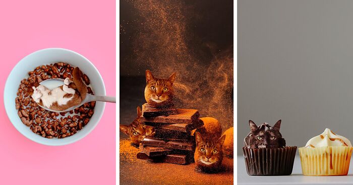 80 Weirdly Delicious Images Of Cats Photoshopped Into Food By This ...