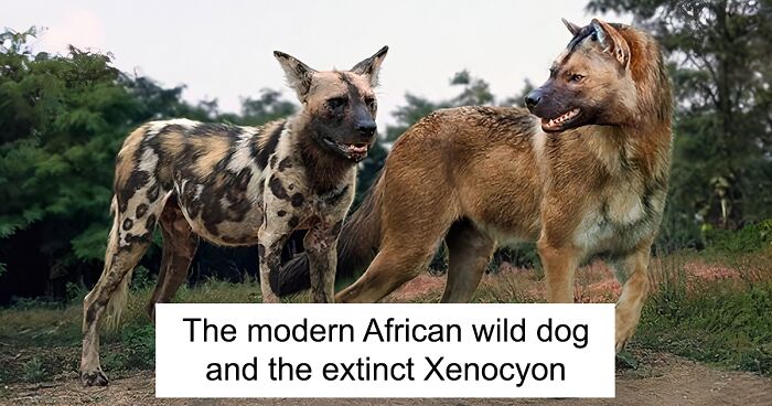 30 New Size Comparisons Of Extinct Species And Their Modern Relatives ...