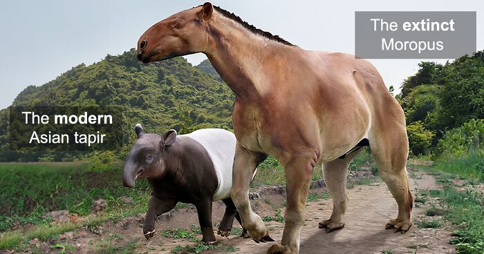 30 New Size Comparisons Of Extinct Species And Their Modern Relatives ...