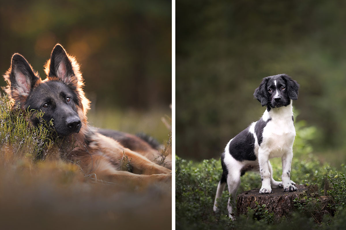 Through The Lens Of A Dog Lover: 15 Of My Favorite Photographs I Took ...