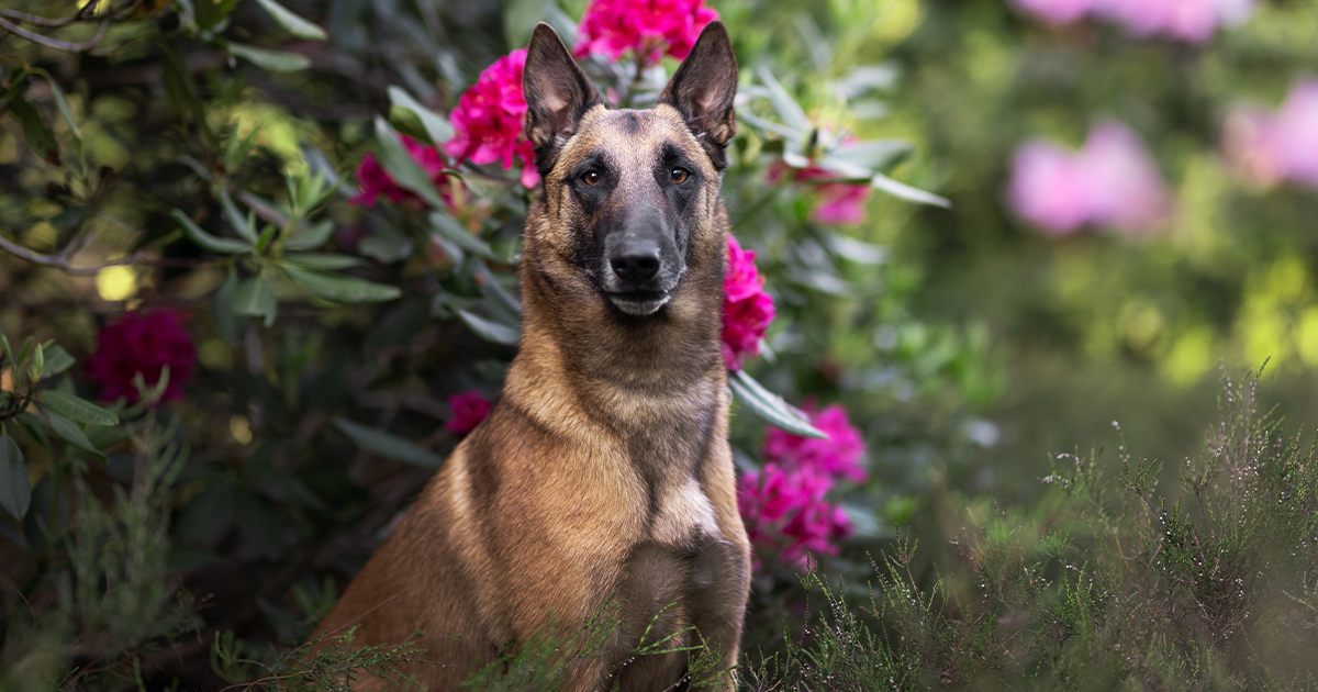 Through The Lens Of A Dog Lover: 15 Of My Favorite Photographs I Took ...