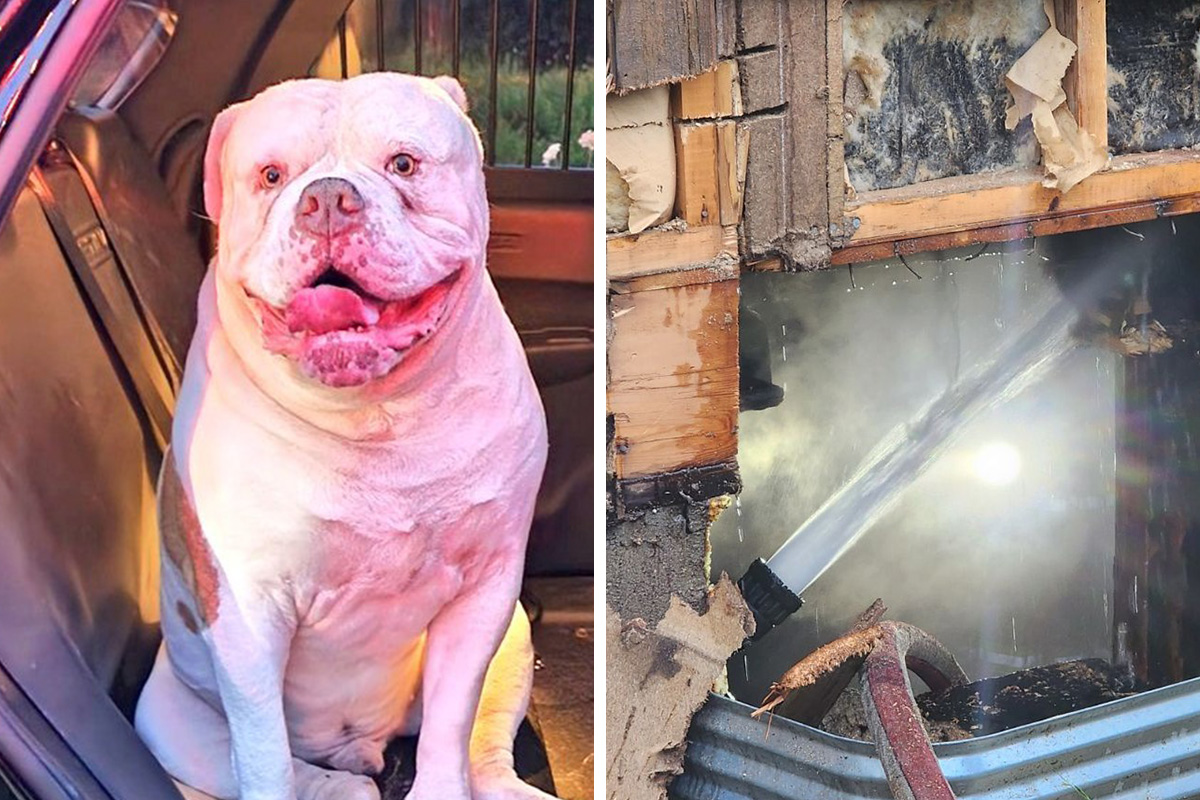 Heartwarming Story Of Dog Rescuing His Family From Fire