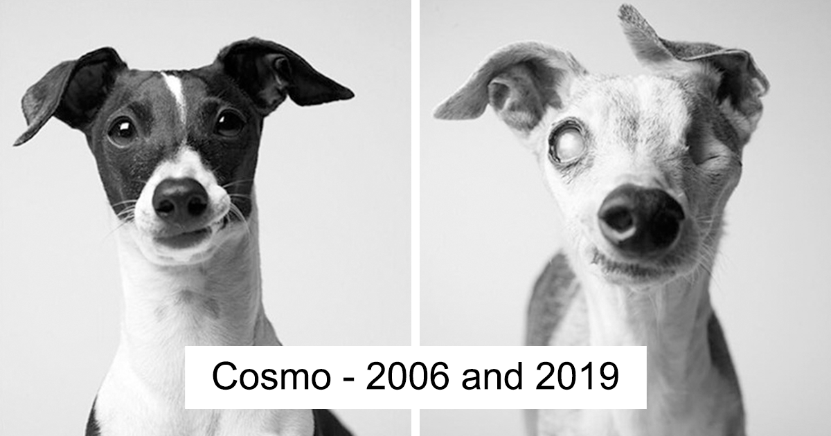 30 Heart-Melting Images Of Pups Growing Old Shown In This Comparison ...