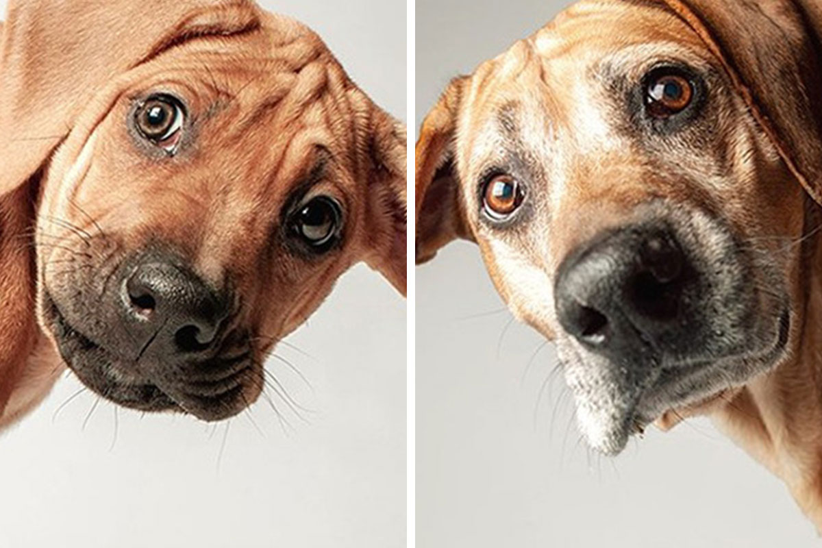30 Heart-Melting Images Of Pups Growing Old Shown In This Comparison ...