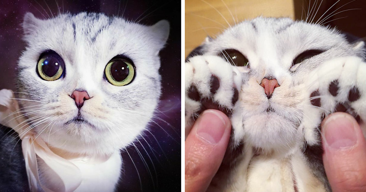 Meet Hana, A Japanese Kitty With Incredibly Big Eyes | Bored Panda
