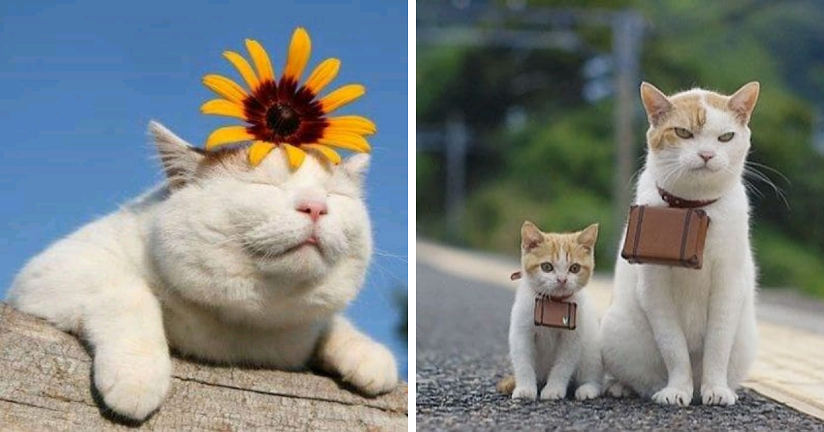 I Collected 8 Funny Photos Of Cats Chilling In The Summer | Bored Panda