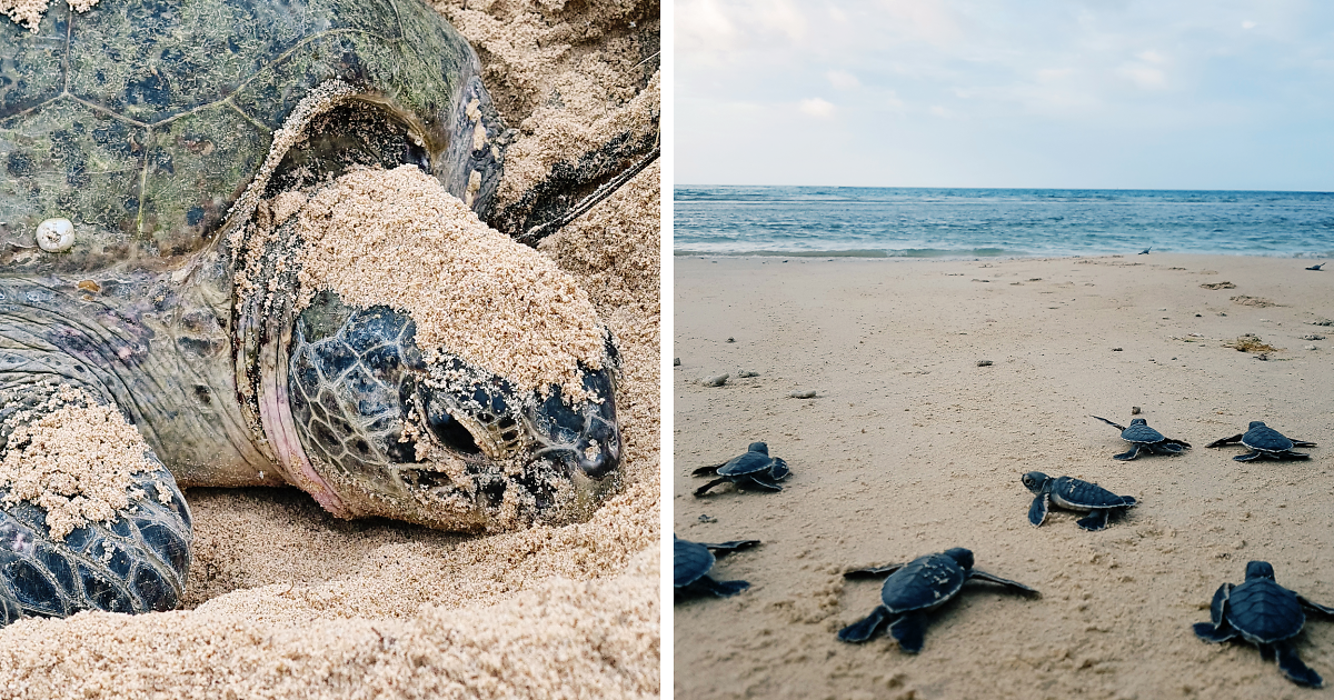 Green Turtles: The Little “Wanderers” In The Middle Of The Ocean ...