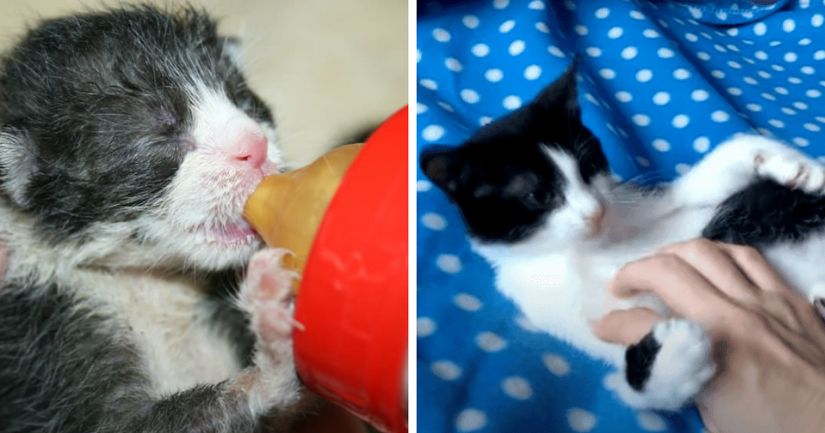 5 Tiny Rescued Kittens Are Adopted And Have The Happiest Life Ever ...
