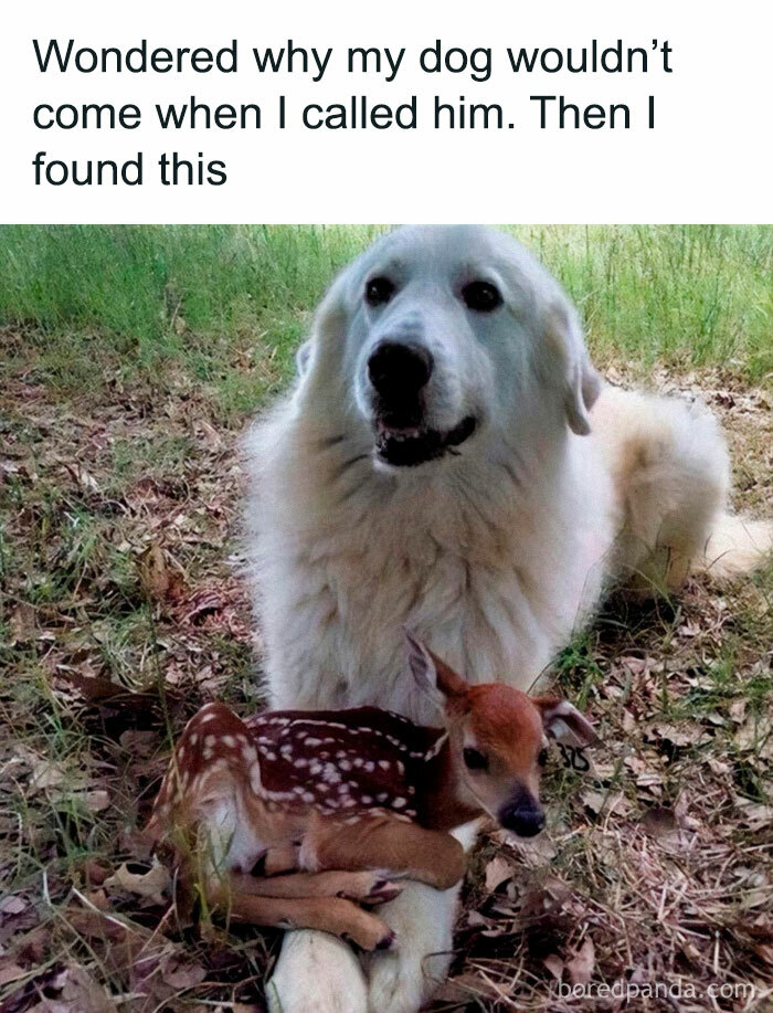 30 Of The Funniest Animal Memes To Make Your Day As Seen On This 30 Of The Funniest Animal Memes To Make Your Day As Seen On This