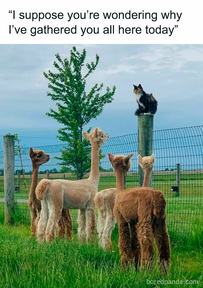 30 Of The Funniest Animal Memes To Make Your Day As Seen On This 30 Of The Funniest Animal Memes To Make Your Day As Seen On This